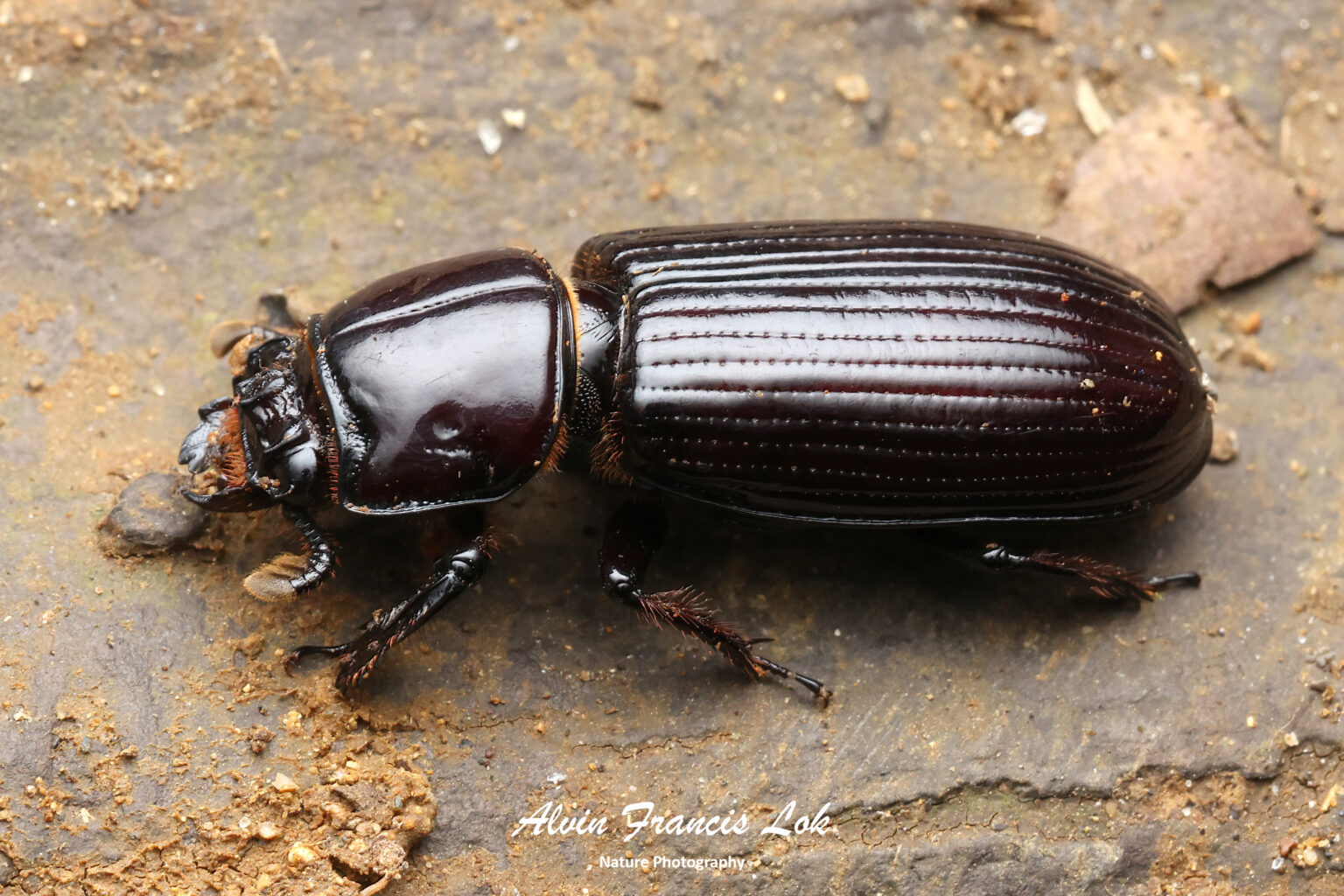 Family Passalidae (Bess Beetles) - Biodiversity (Singapore)