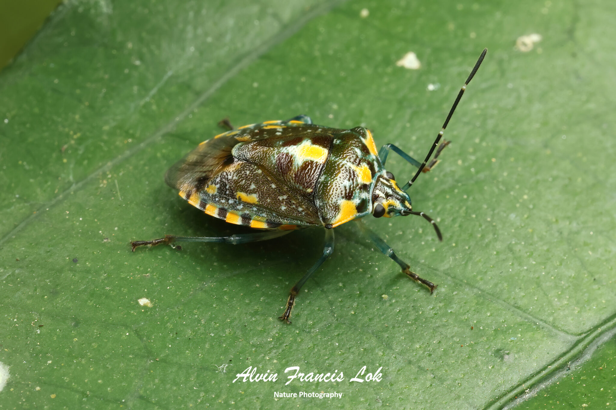 Family Pentatomidae (Stink Bugs) - Biodiversity (Singapore)