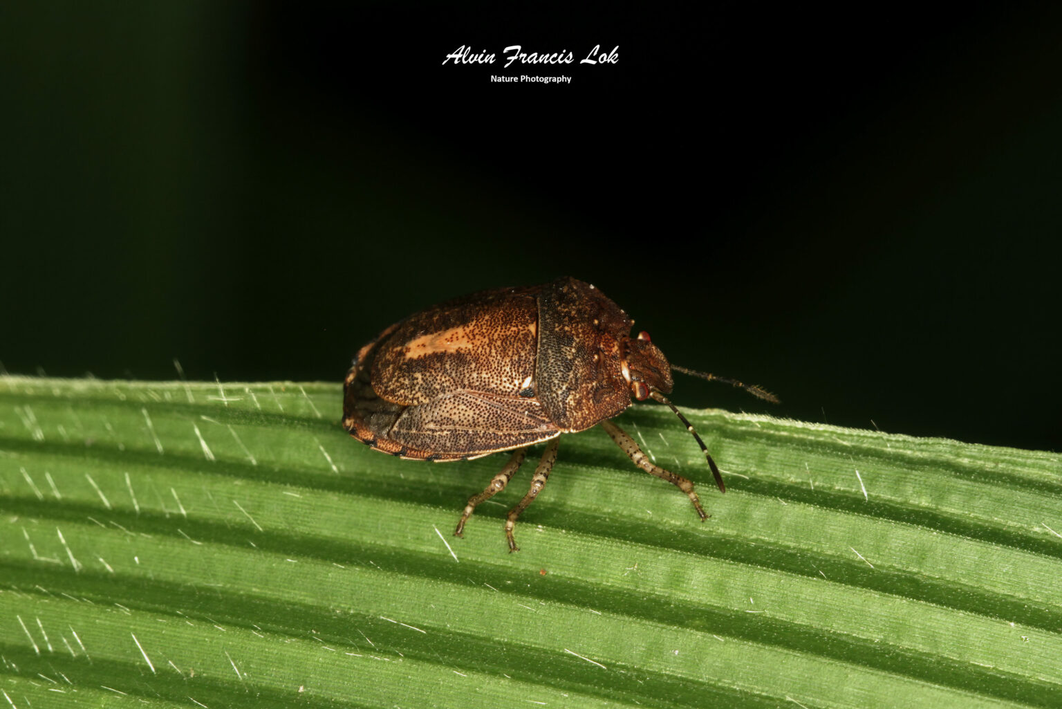 Family Pentatomidae (Stink Bugs) - Biodiversity (Singapore)