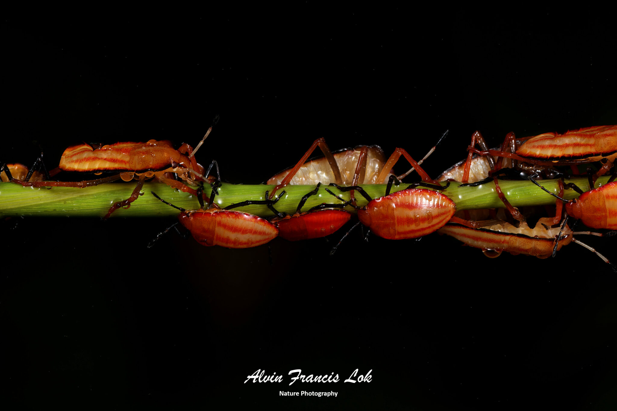 Family Pentatomidae (Stink Bugs) - Biodiversity (Singapore)