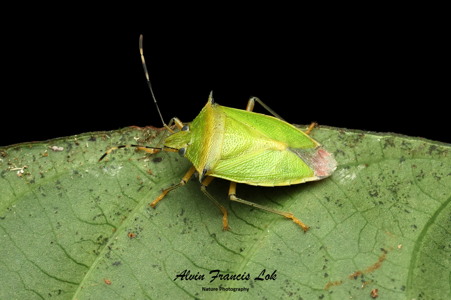 Family Pentatomidae (Stink Bugs) - Biodiversity (Singapore)