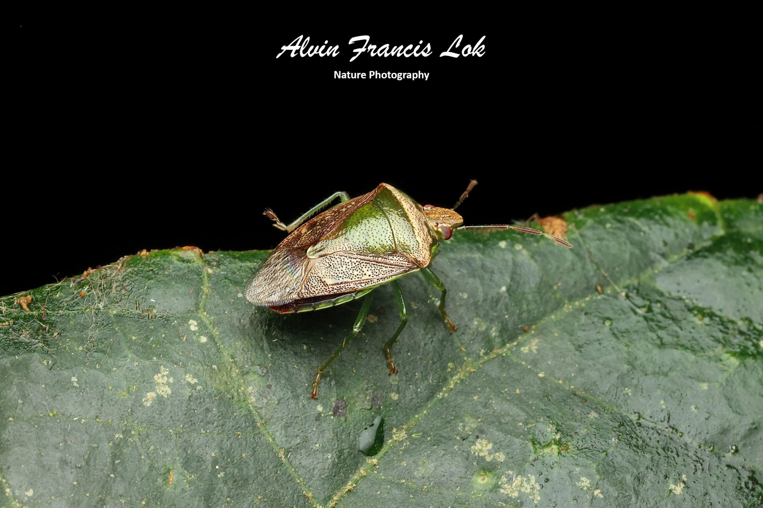 Pentatomidae-Sumaco-Ecuador-0F1A6808 - Biodiversity (Singapore)