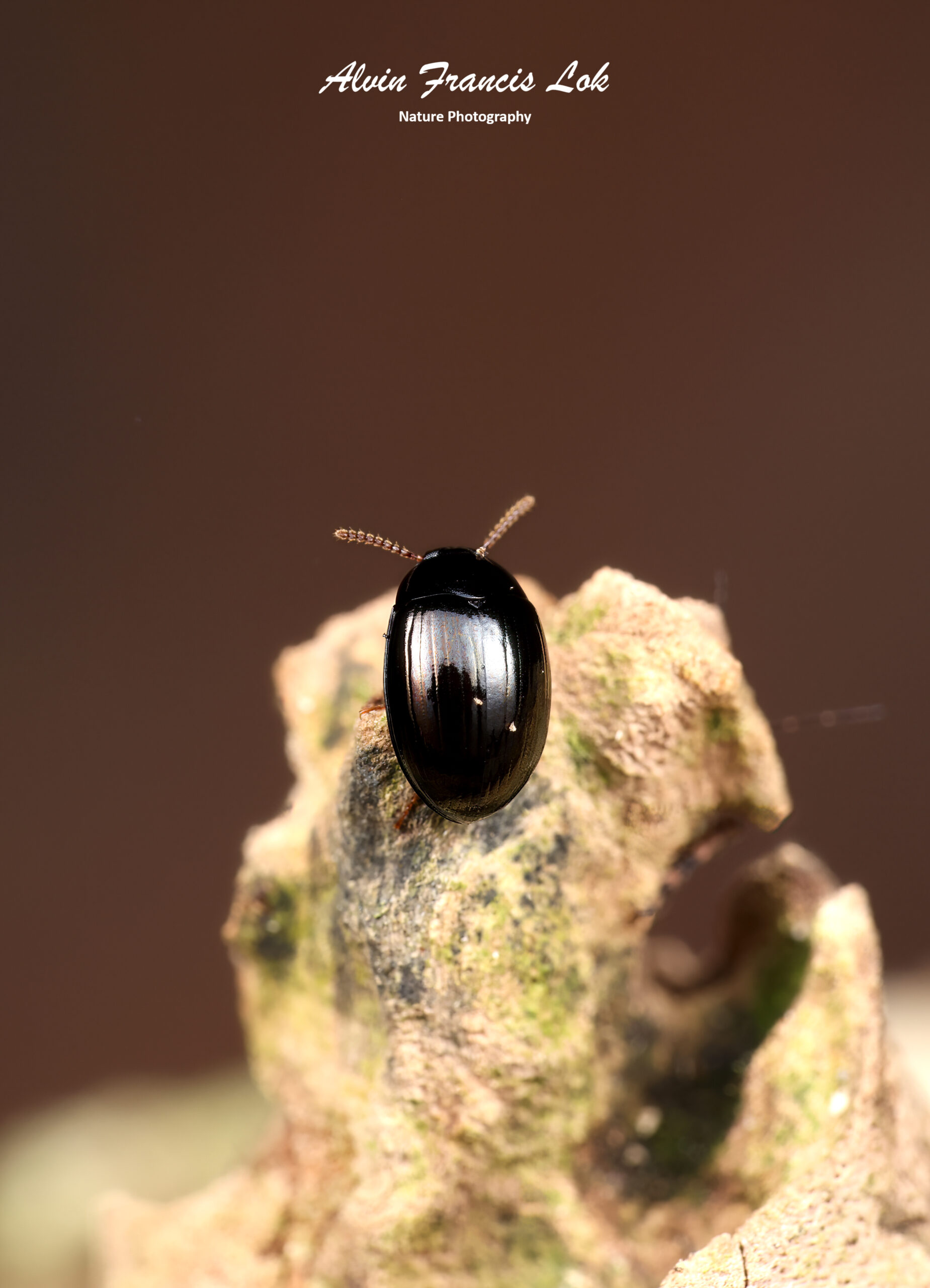 Family Tenebrionidae (Darkling Beetles) - Biodiversity (Singapore)