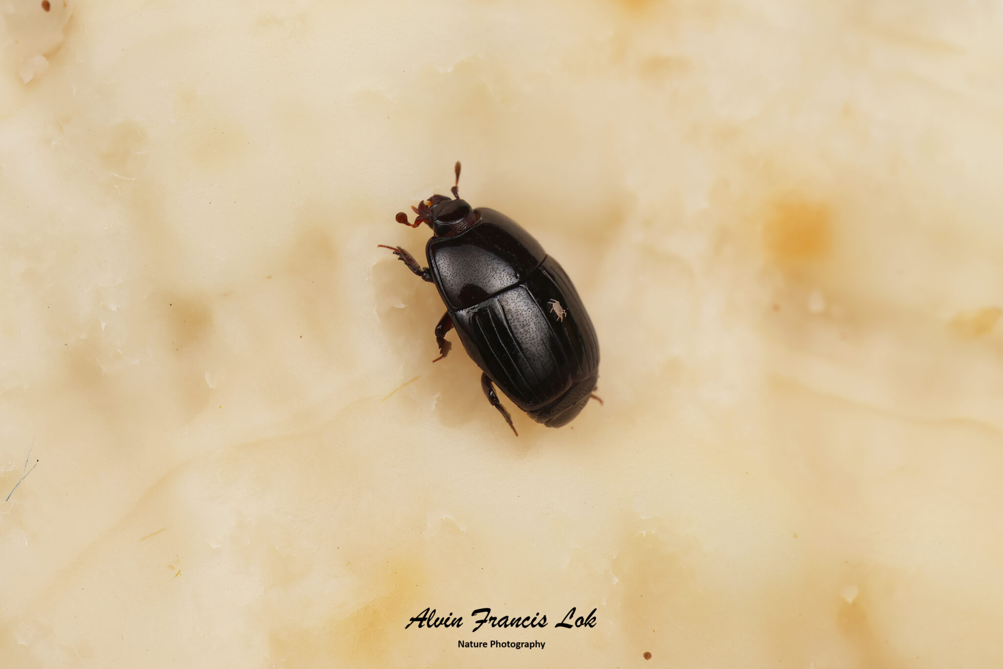 Family Histeridae (Hister Beetles) - Biodiversity (Singapore)
