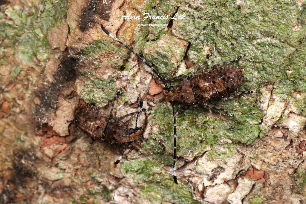 Family Anthribidae (Fungus Weevils) - Biodiversity (Singapore)