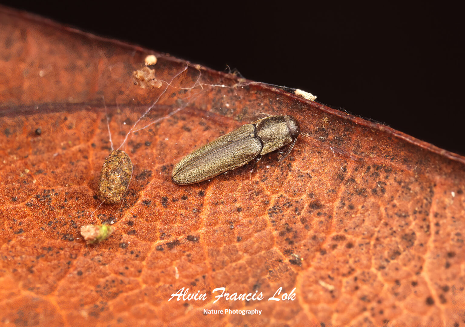 Family Throscidae (Small False Click Beetles) - Biodiversity (Singapore)
