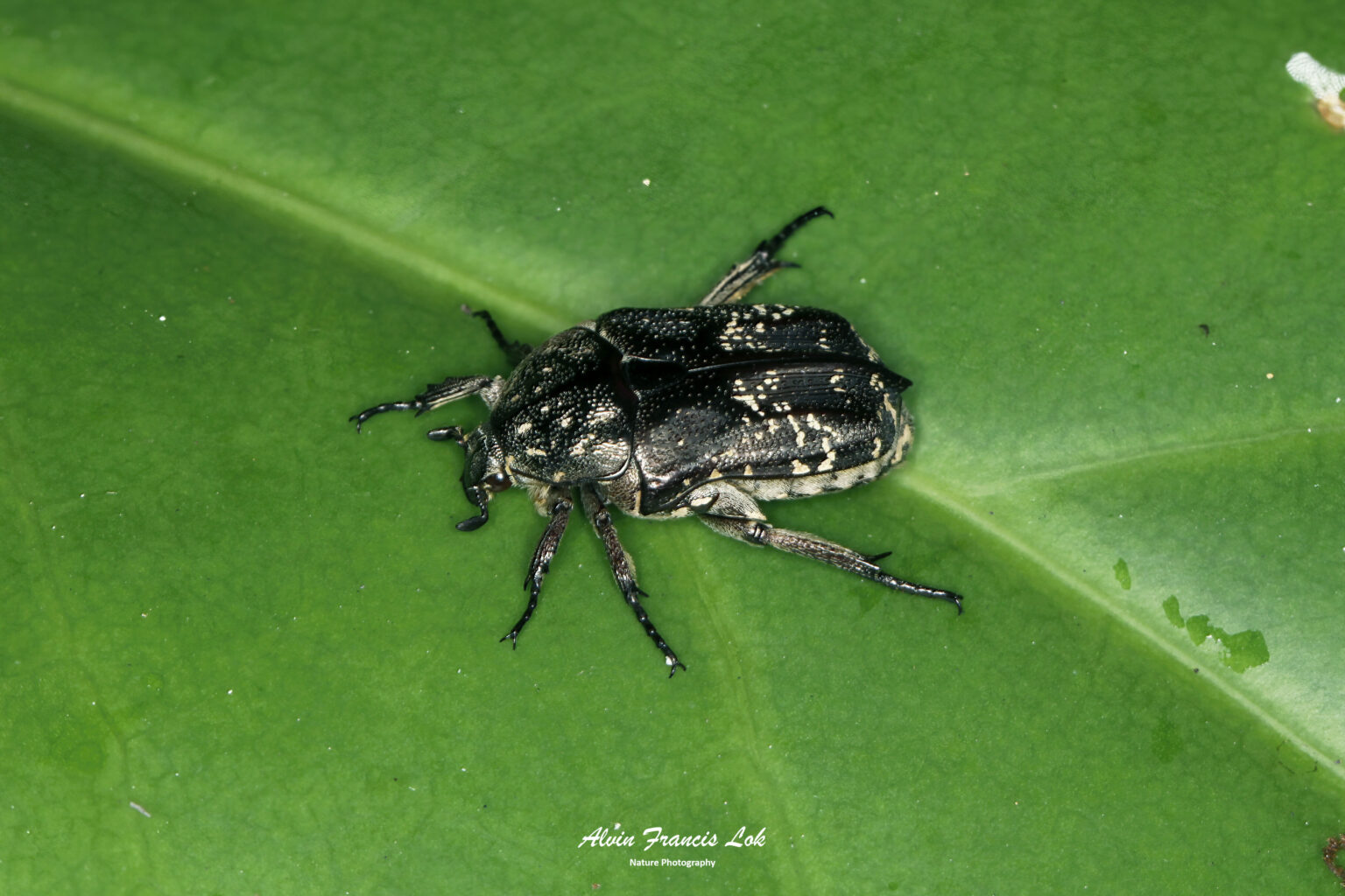 Family Scarabaeidae (Scarab Beetles) - Biodiversity (Singapore)