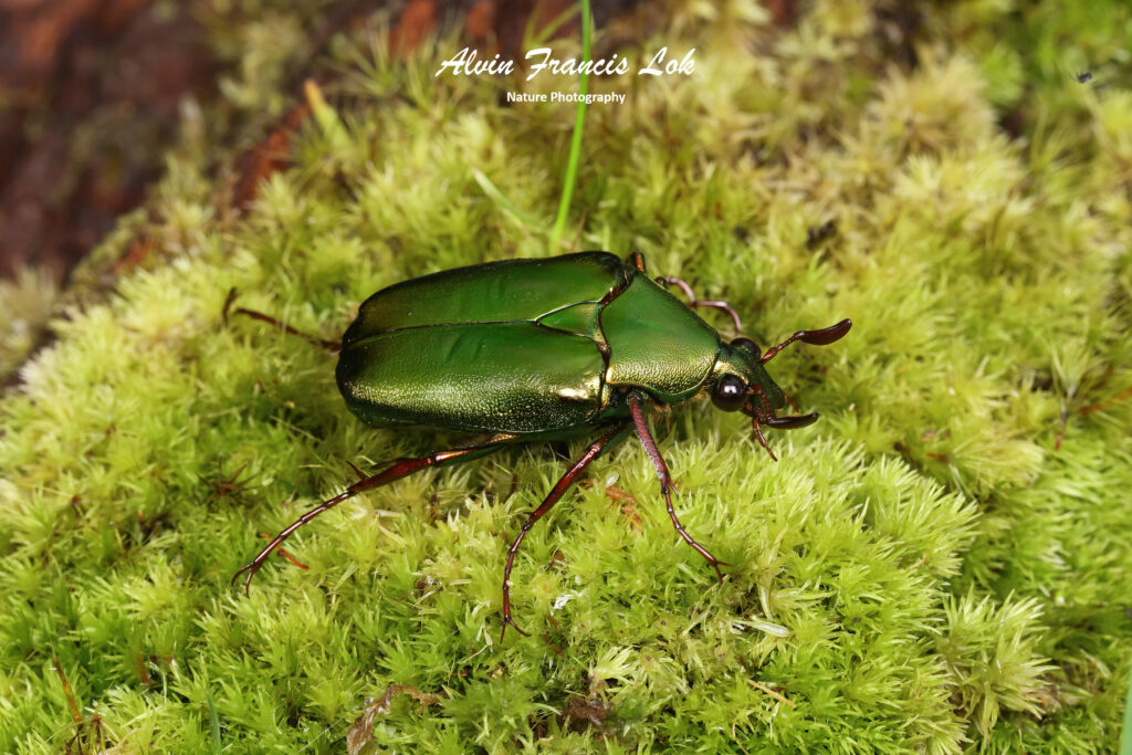 Family Scarabaeidae (Scarab Beetles) - Biodiversity (Singapore)
