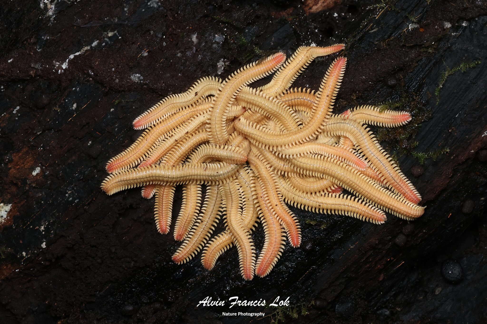 Myriapoda (Centipedes and Millipedes) - Biodiversity (Singapore)