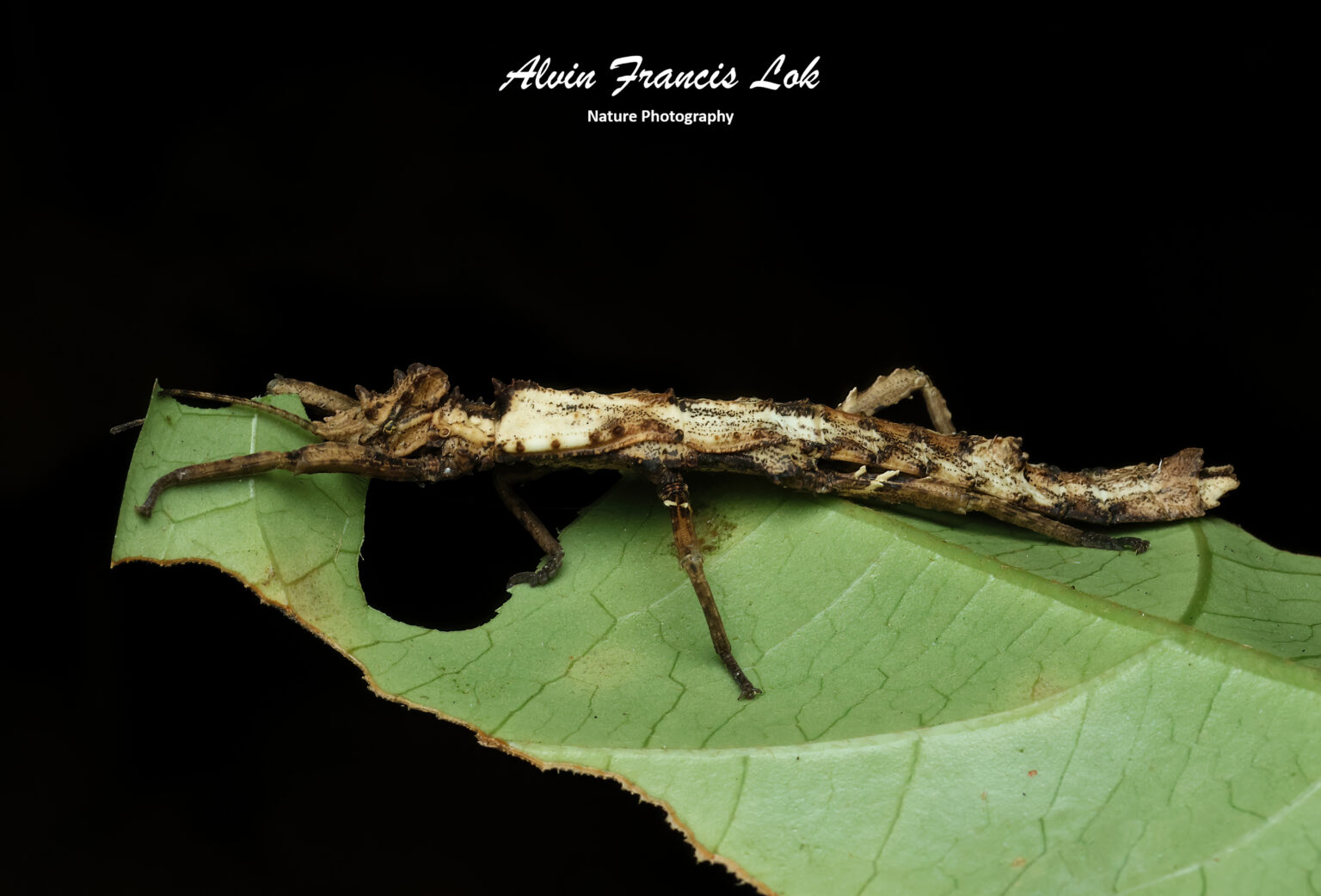 Phasmatodea (Stick & Leaf Insects) - Biodiversity (Singapore)
