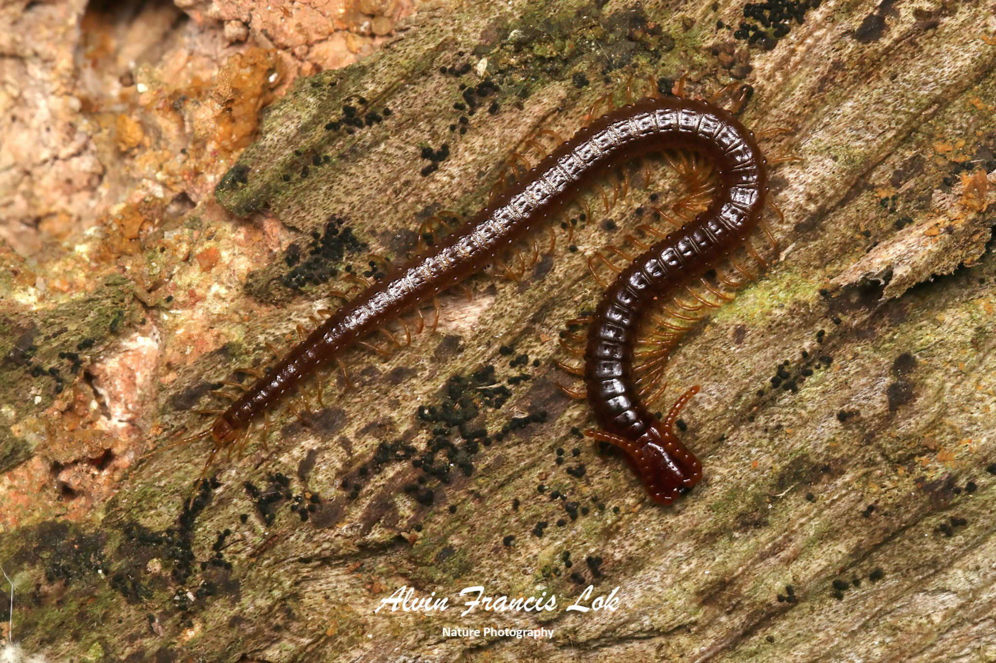 Myriapoda (Centipedes and Millipedes) - Biodiversity (Singapore)