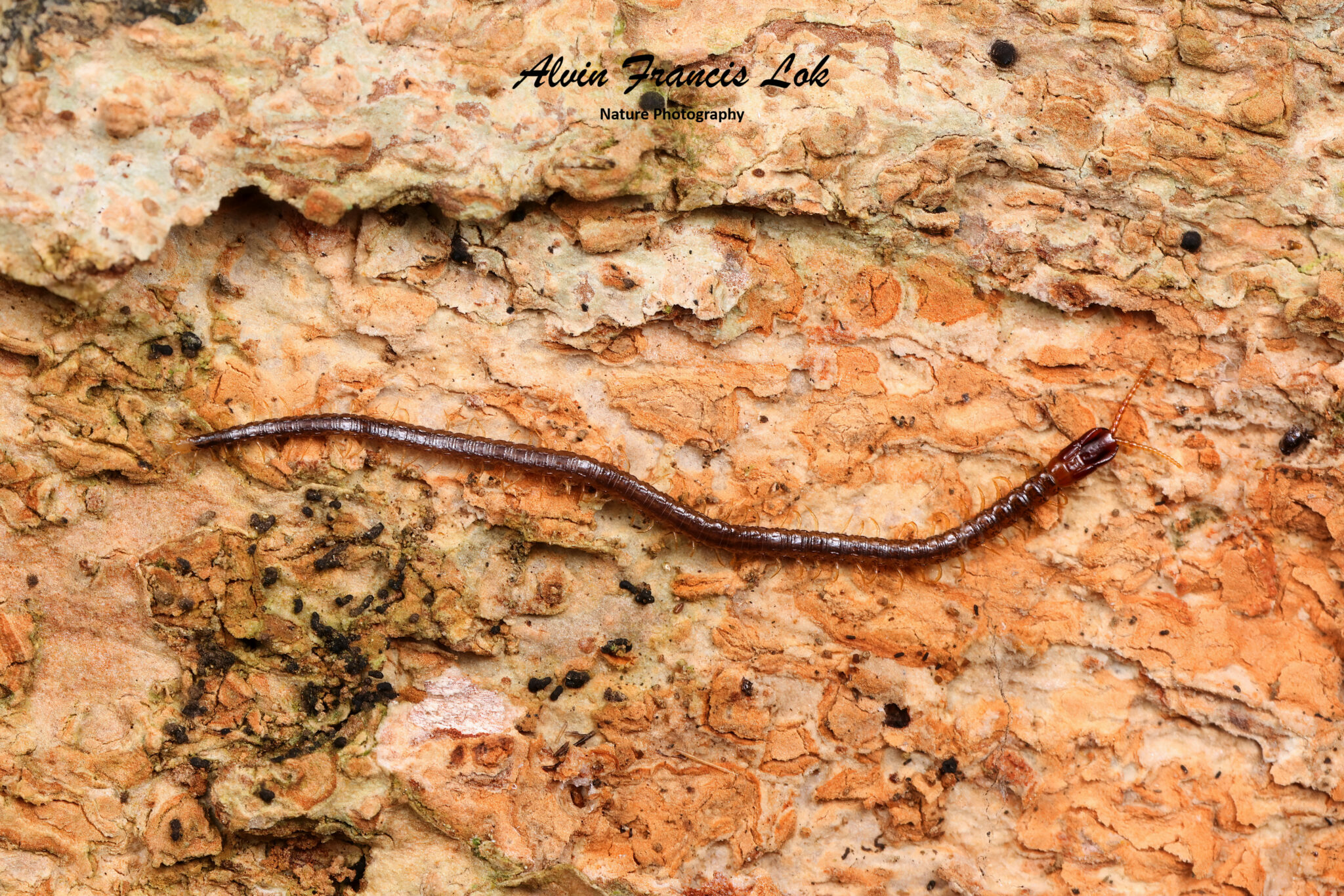 Myriapoda (Centipedes and Millipedes) - Biodiversity (Singapore)