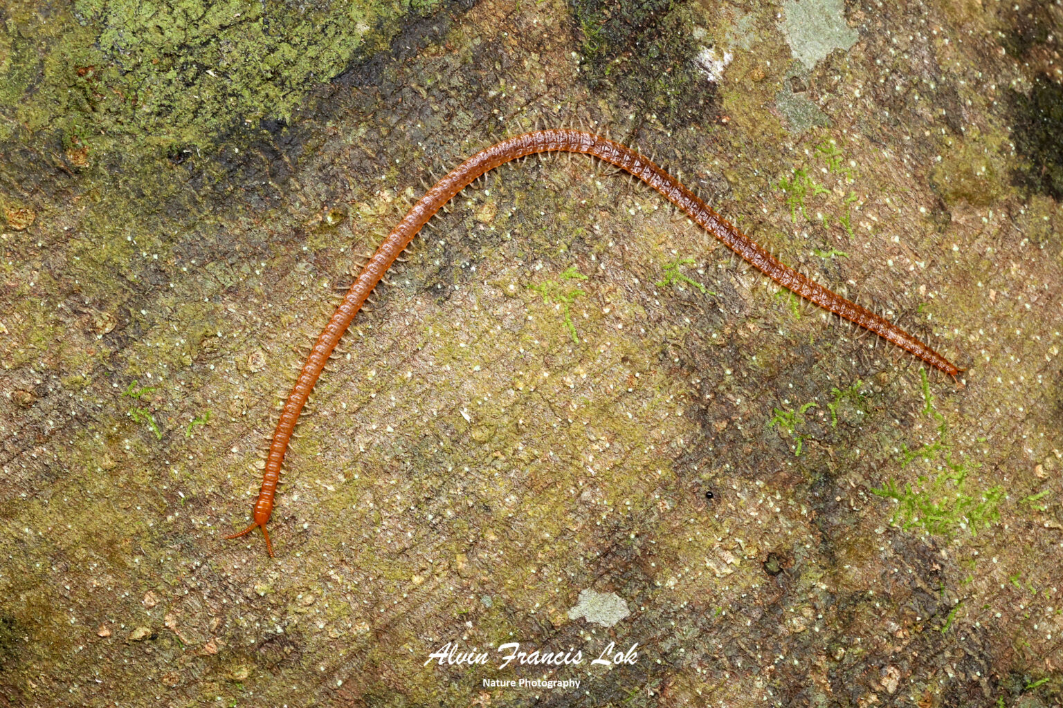 Myriapoda (Centipedes and Millipedes) - Biodiversity (Singapore)