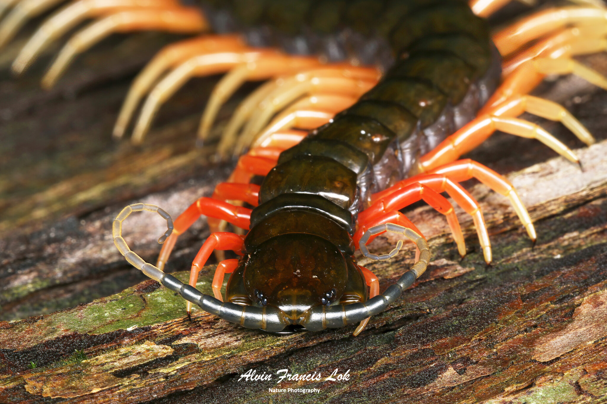 Myriapoda (Centipedes and Millipedes) - Biodiversity (Singapore)