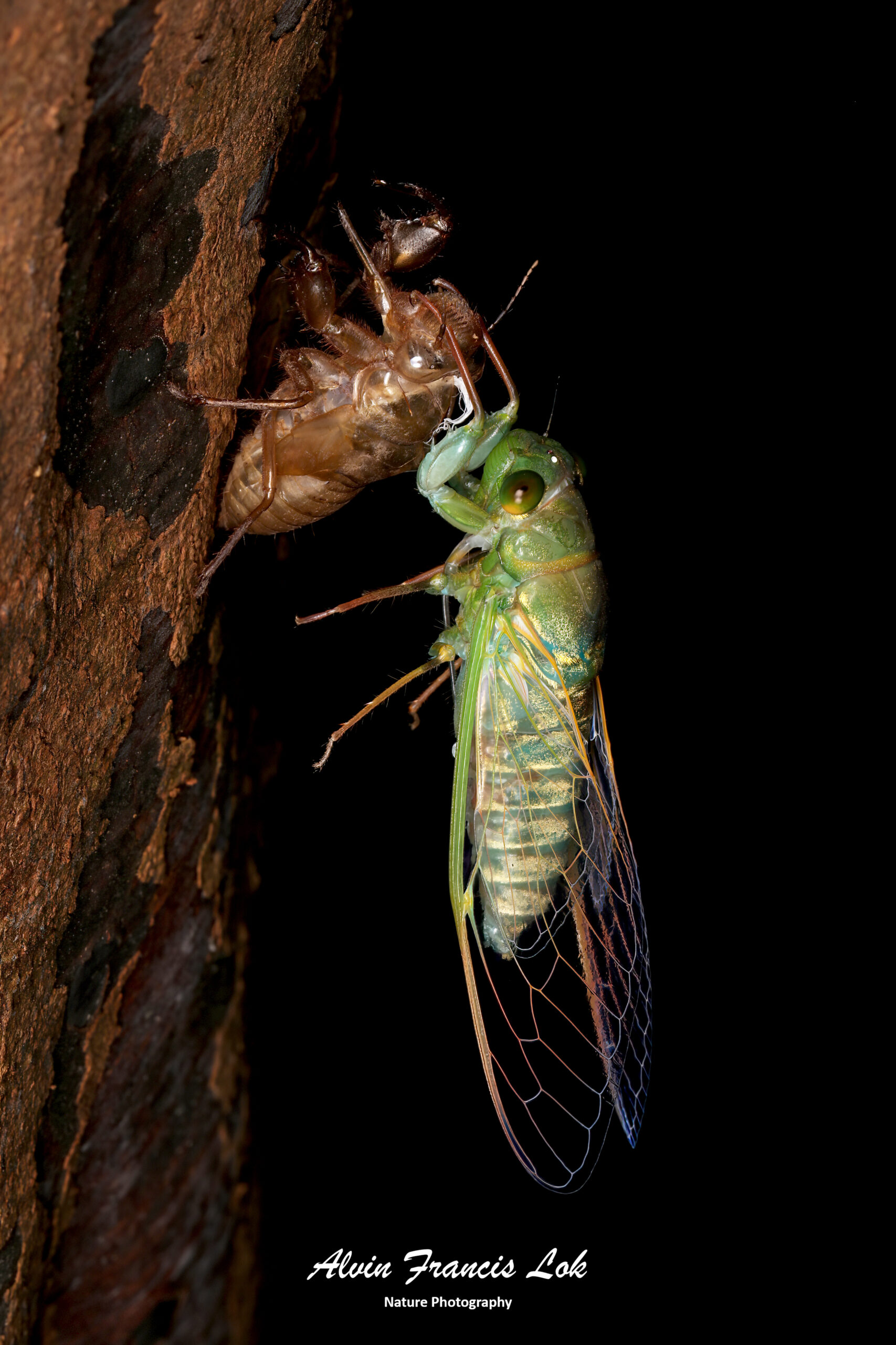 Family Cicadidae (Cicadas) - Biodiversity (Singapore)