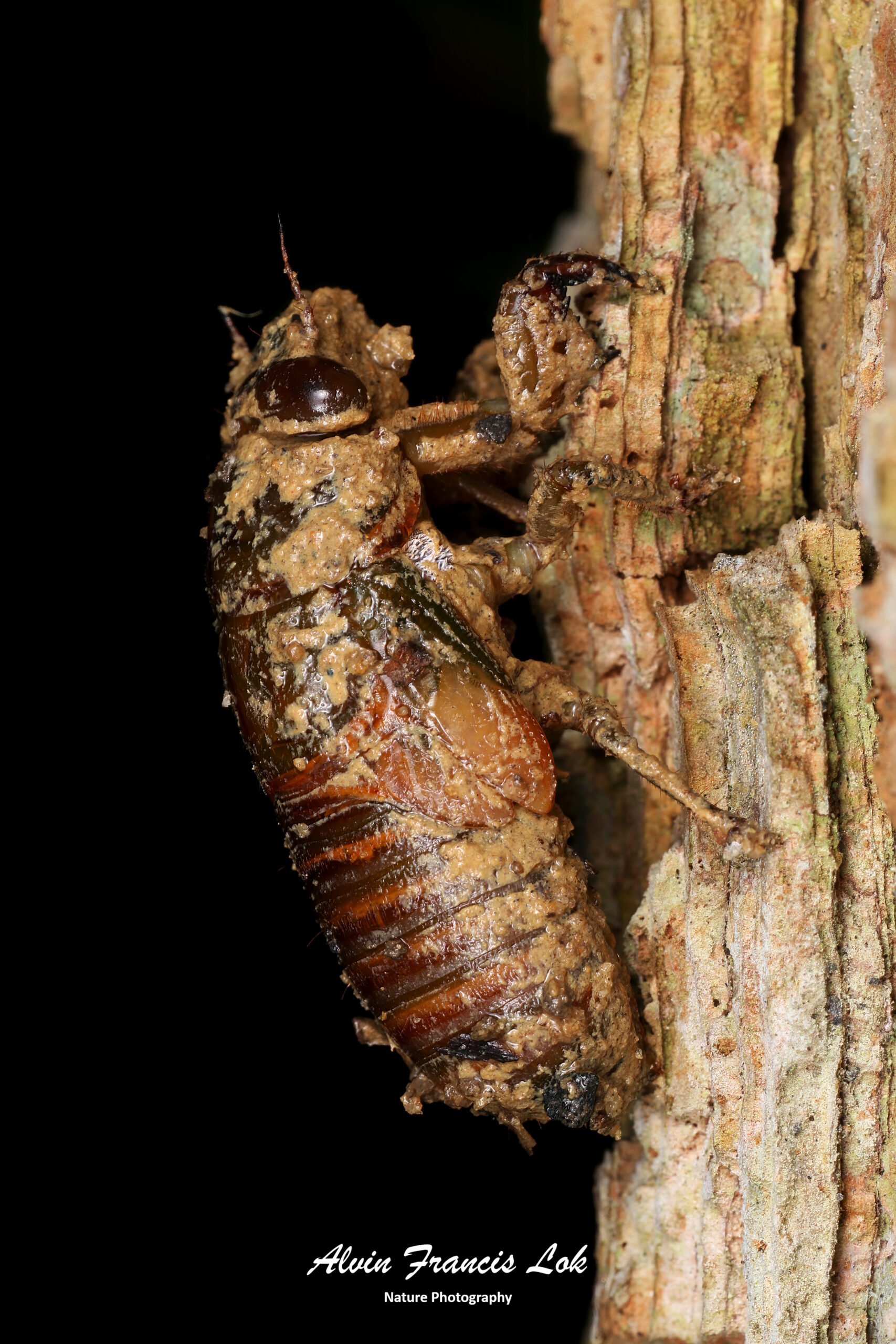 Family Cicadidae (Cicadas) - Biodiversity (Singapore)