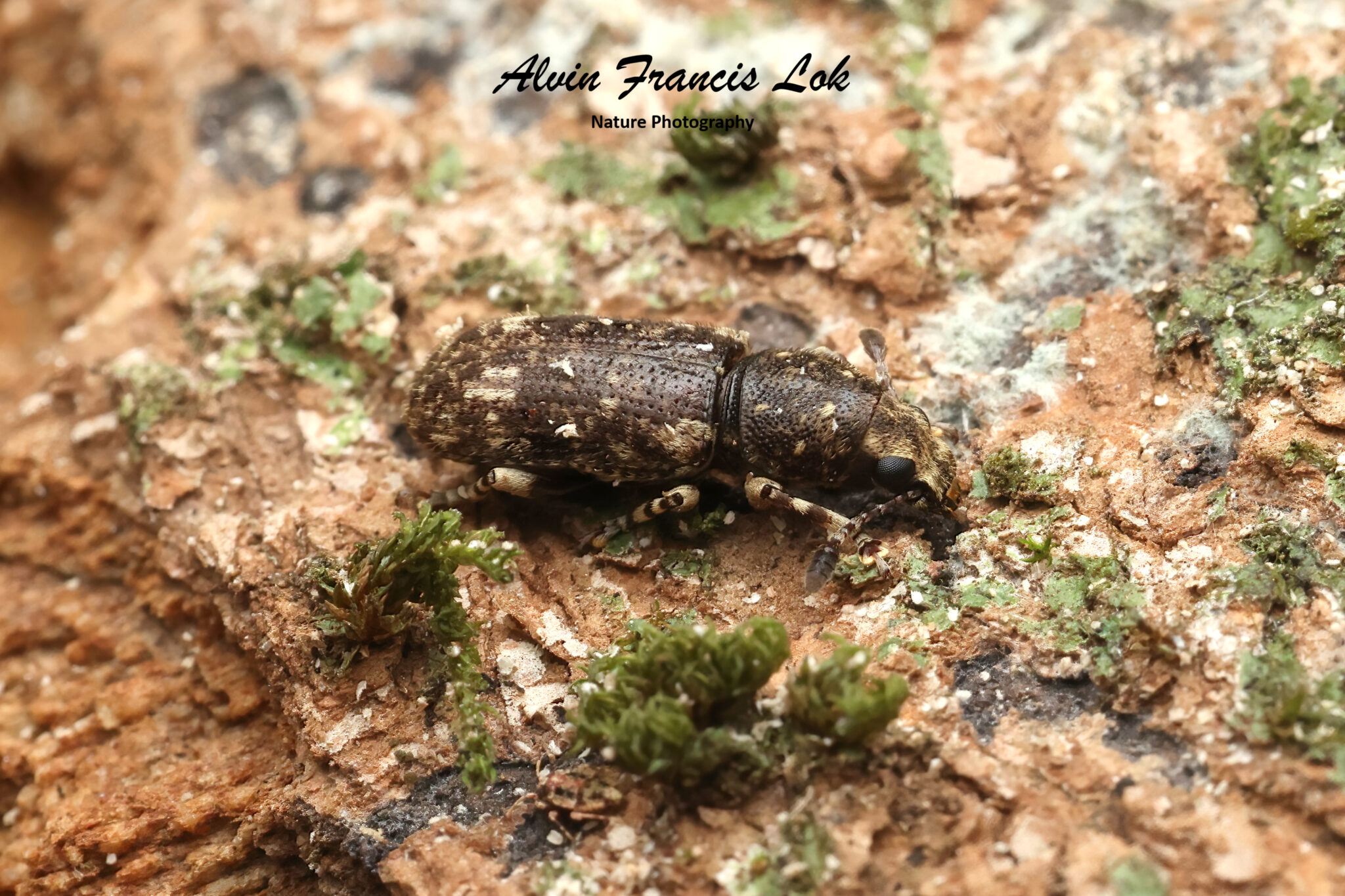 Family Anthribidae (Fungus Weevils) - Biodiversity (Singapore)