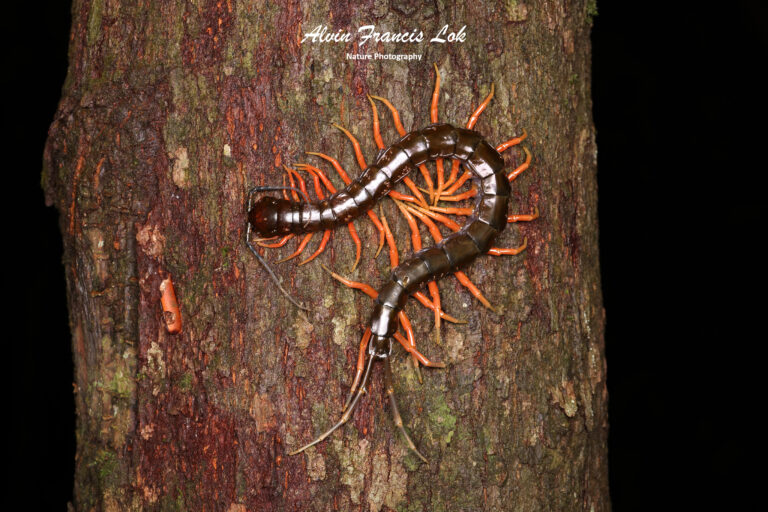 Myriapoda (Centipedes and Millipedes) - Biodiversity (Singapore)