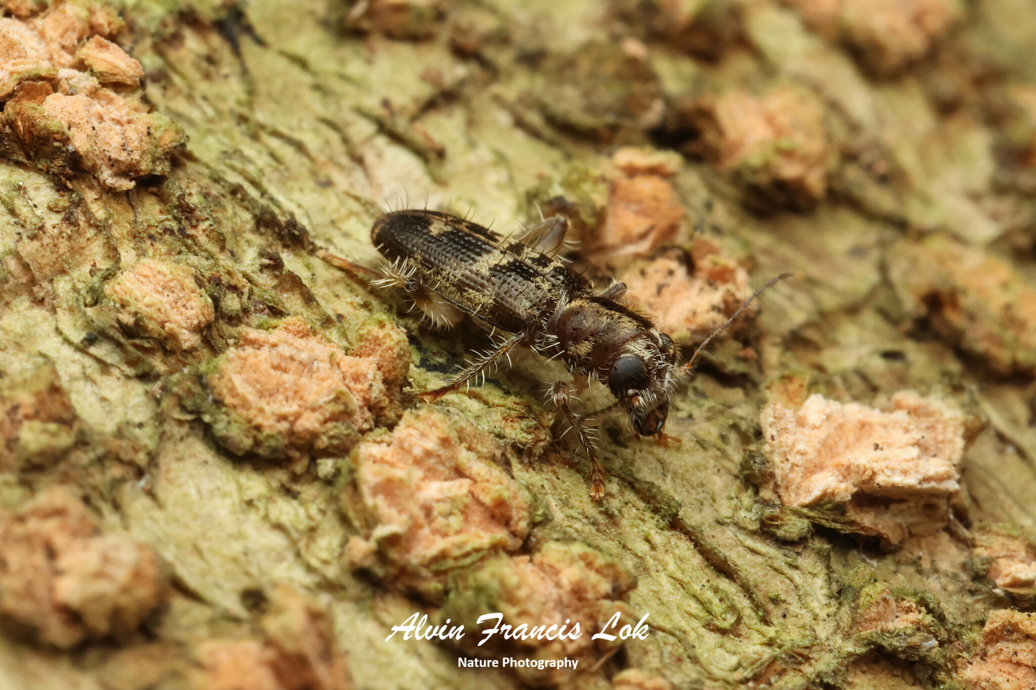 Family Cleridae (Checkered Beetles) - Biodiversity (Singapore)