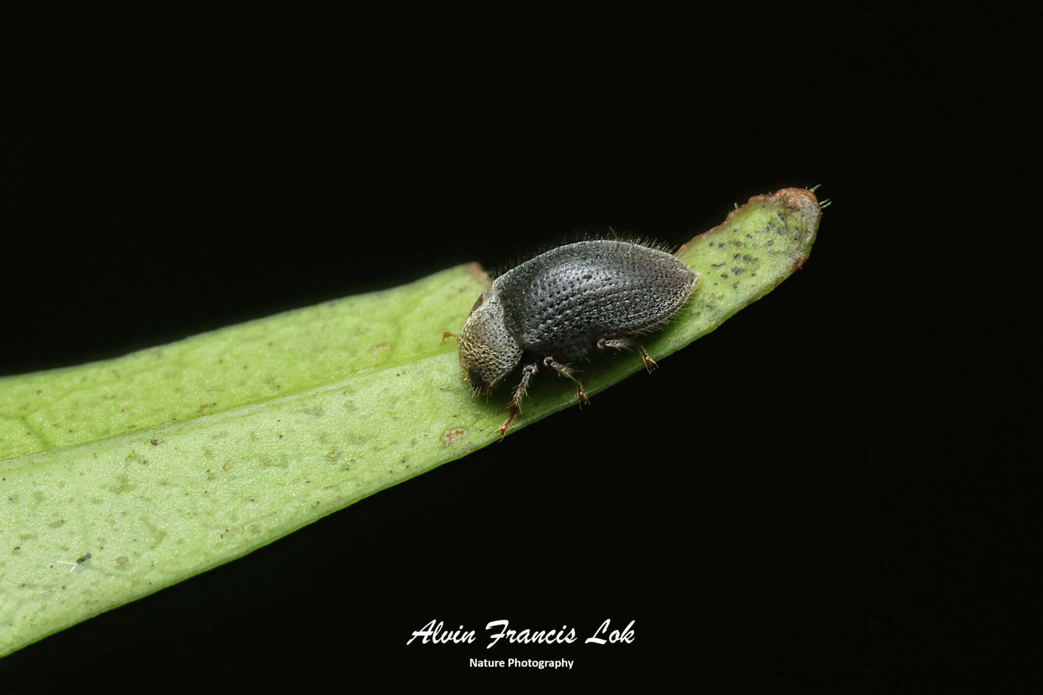 Family Dryopidae (Long-toed Water Beetles) - Biodiversity (Singapore)