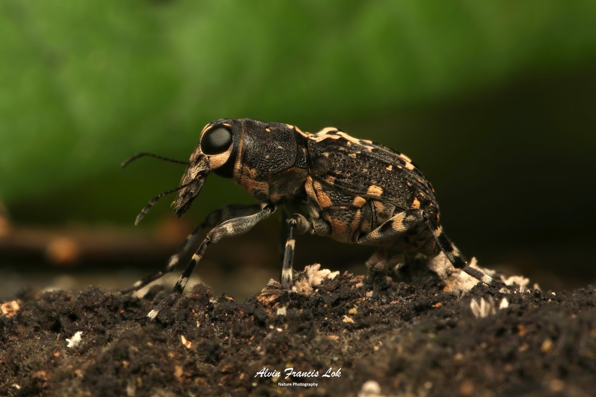 Family Anthribidae (Fungus Weevils) - Biodiversity (Singapore)
