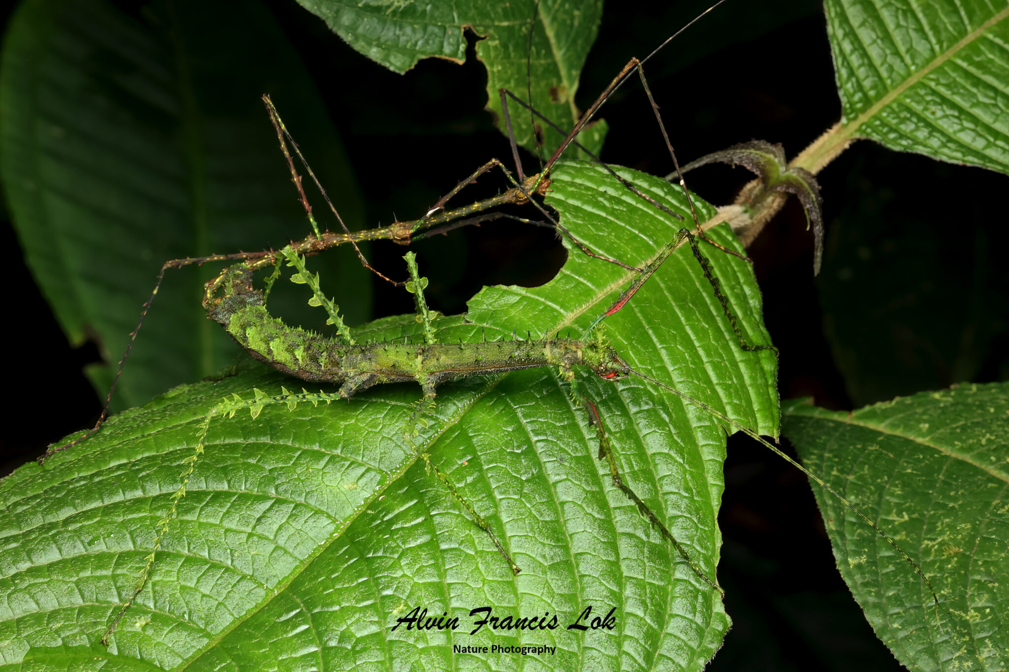 Phasmatodea (Stick & Leaf Insects) - Biodiversity (Singapore)
