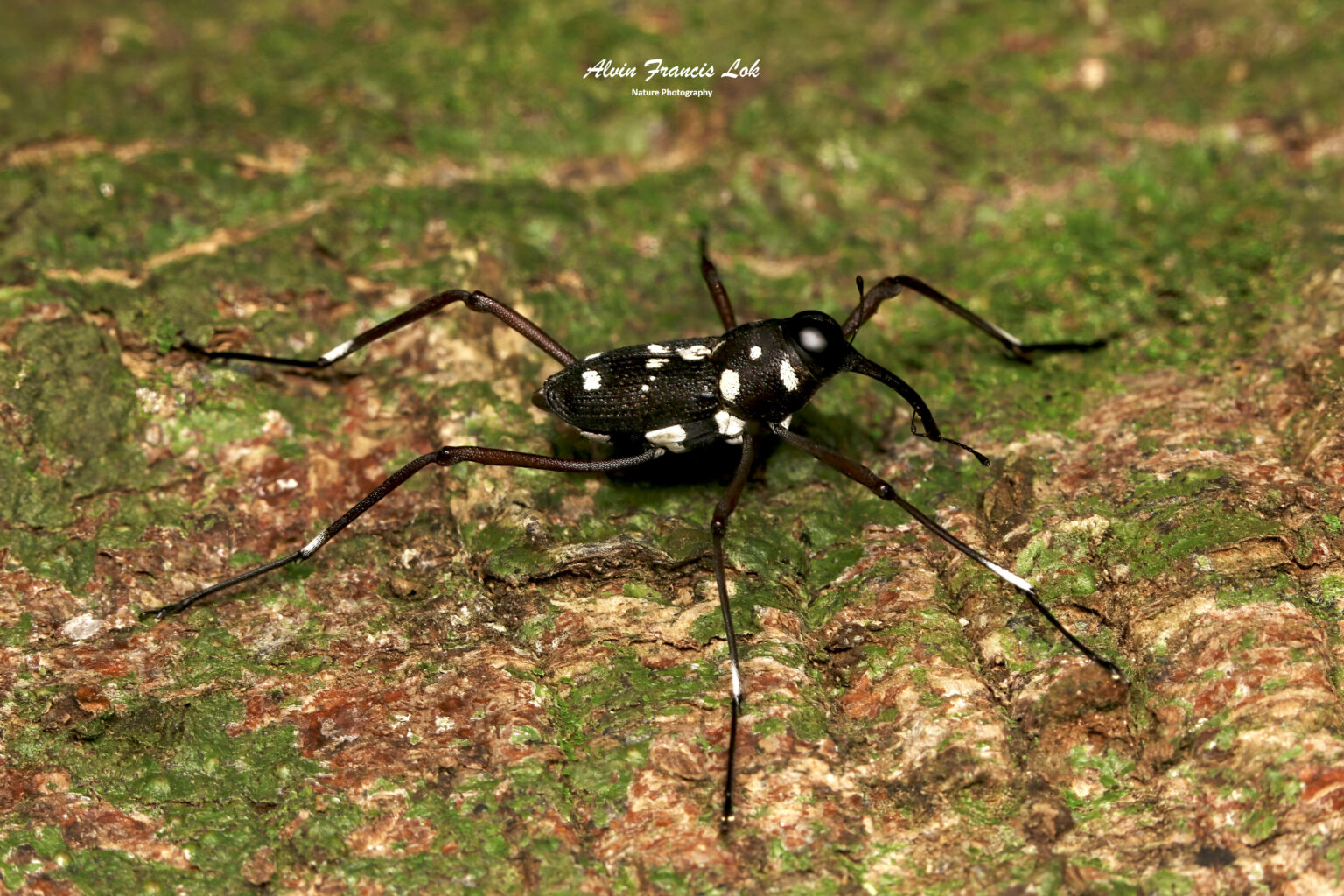 Family Curculionidae (Snout Beetle Weevil) - Biodiversity (Singapore)
