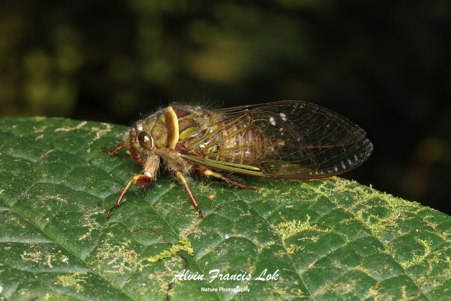 Family Cicadidae (Cicadas) - Biodiversity (Singapore)