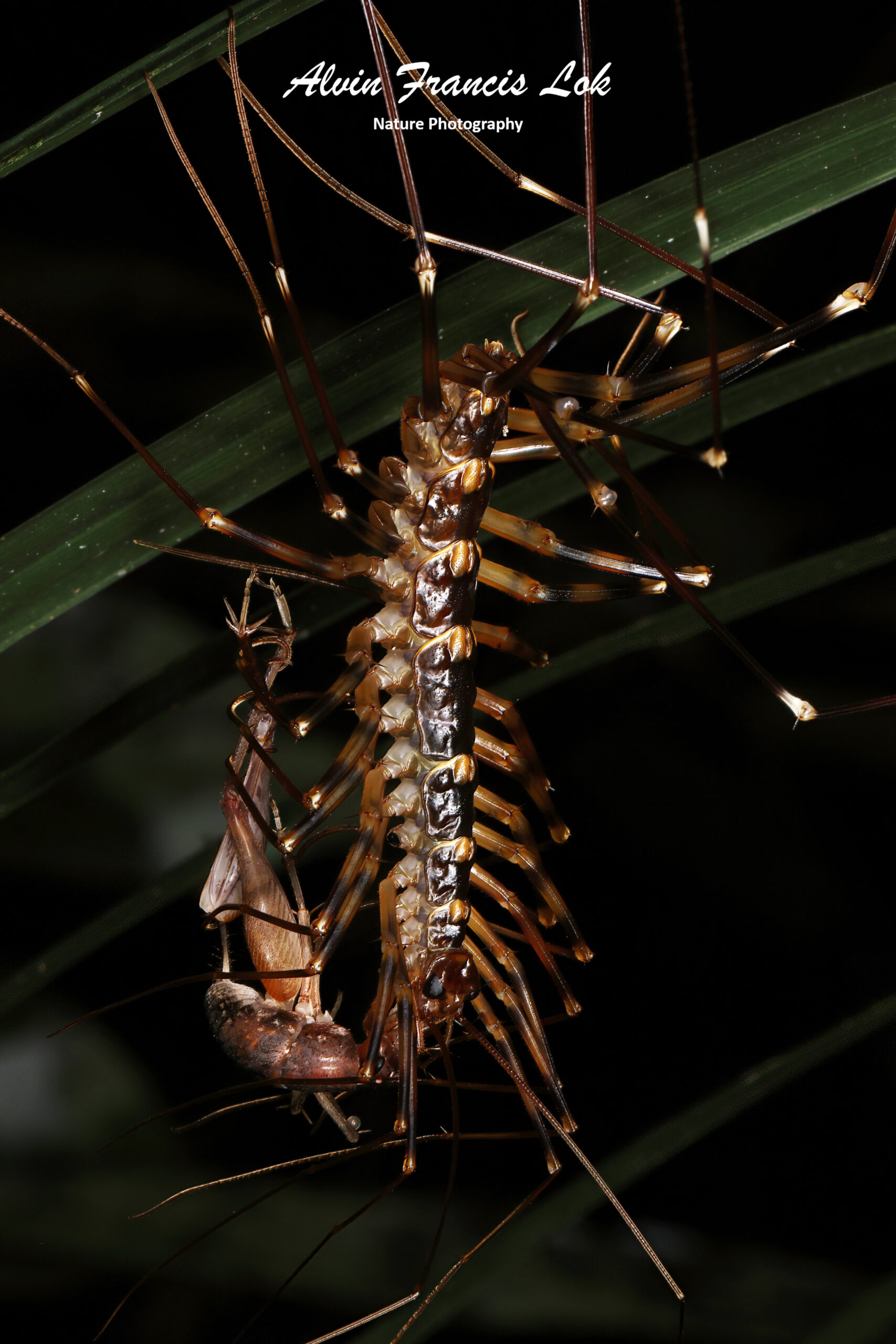 Myriapoda (Centipedes and Millipedes) - Biodiversity (Singapore)
