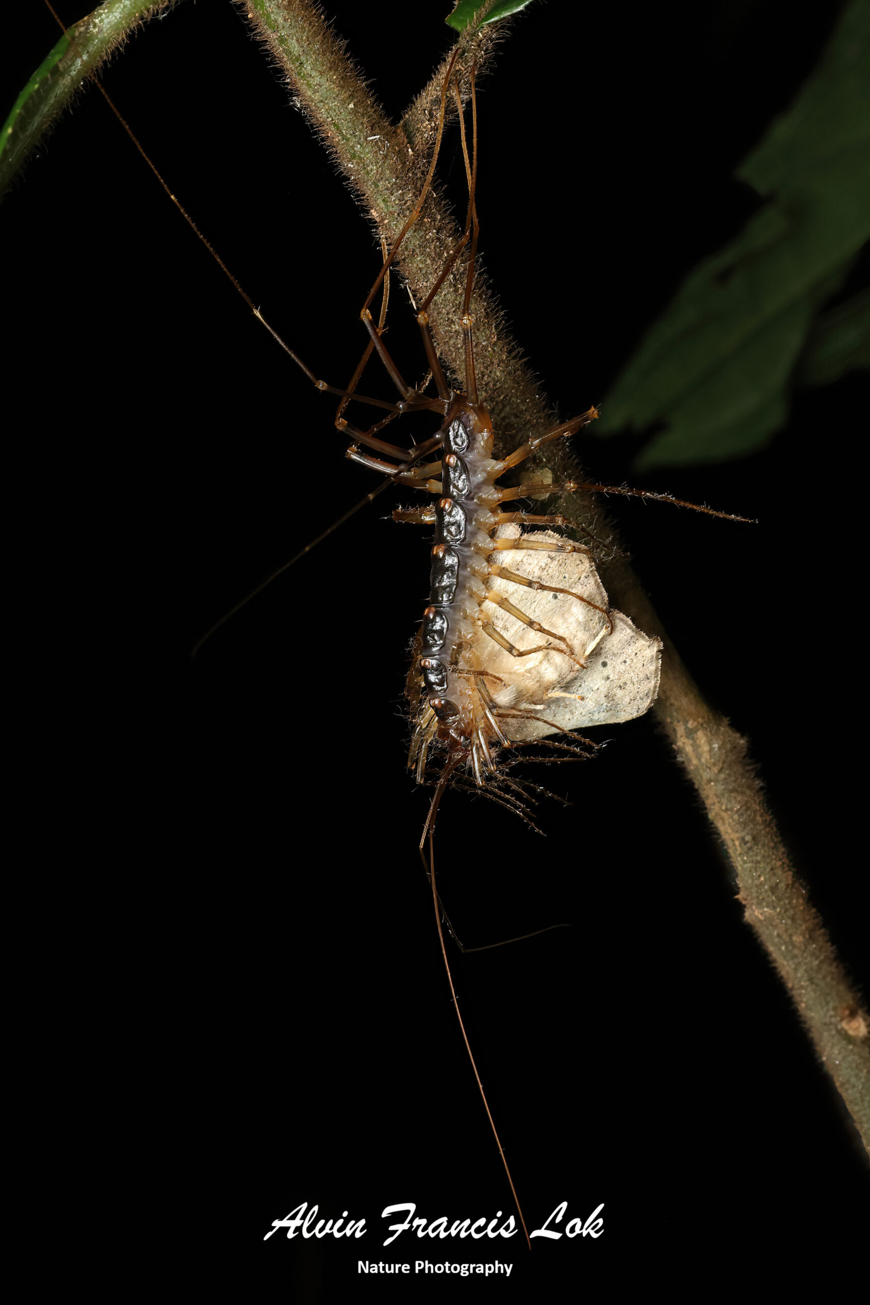 Myriapoda (Centipedes and Millipedes) - Biodiversity (Singapore)