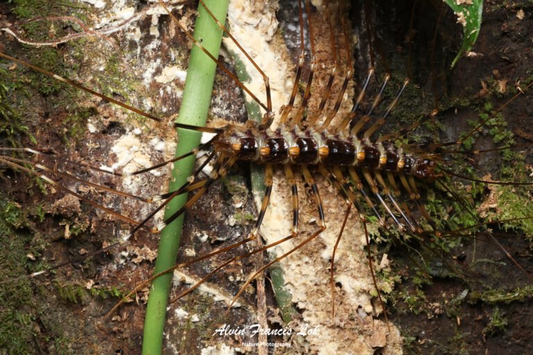 Myriapoda (Centipedes and Millipedes) - Biodiversity (Singapore)
