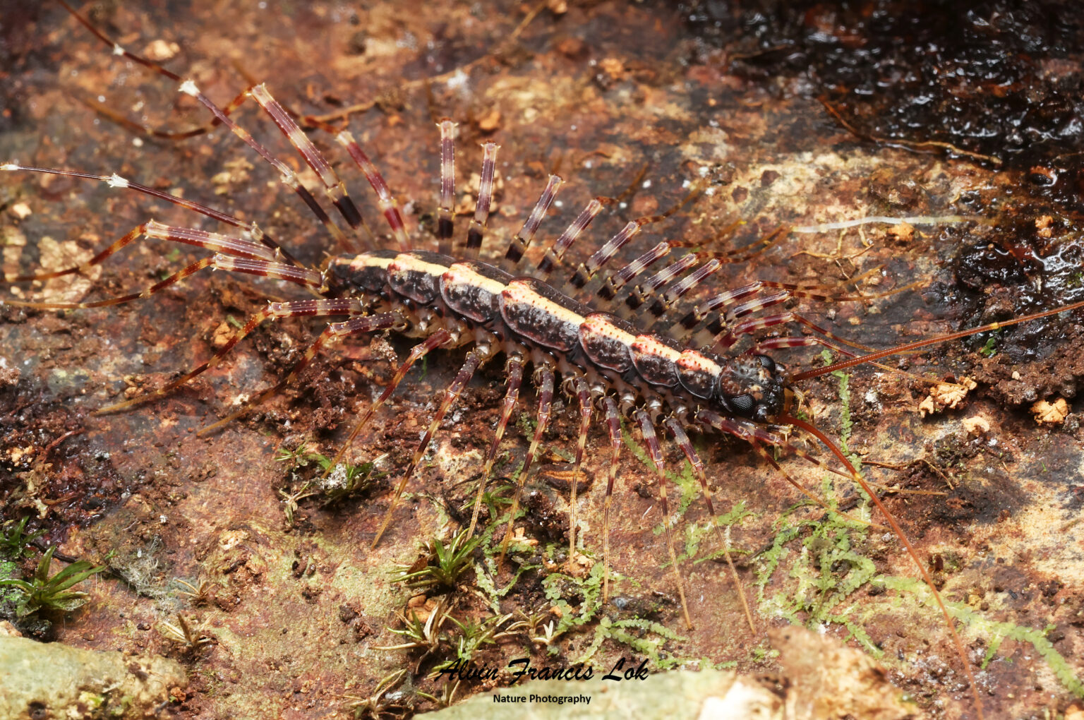 Myriapoda (Centipedes and Millipedes) - Biodiversity (Singapore)