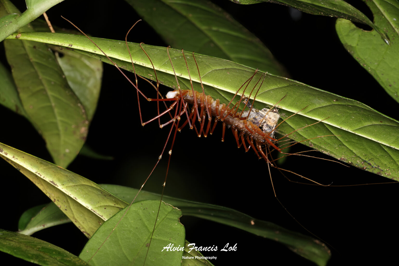 Myriapoda (Centipedes and Millipedes) - Biodiversity (Singapore)