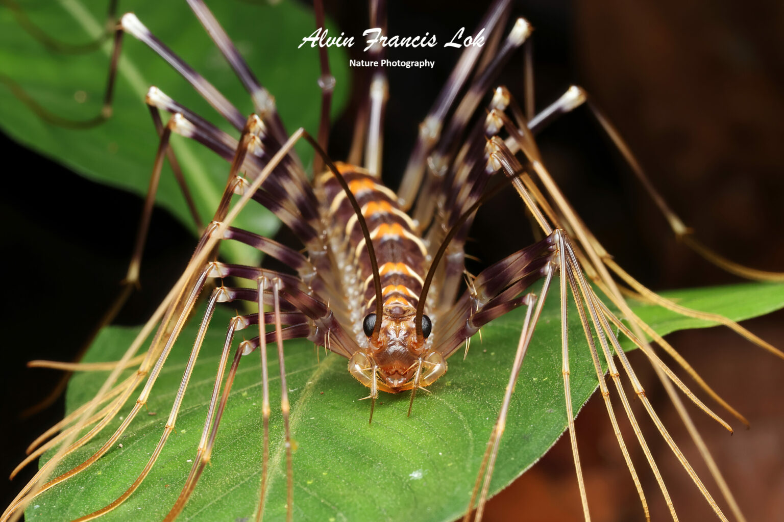 Myriapoda (Centipedes and Millipedes) - Biodiversity (Singapore)