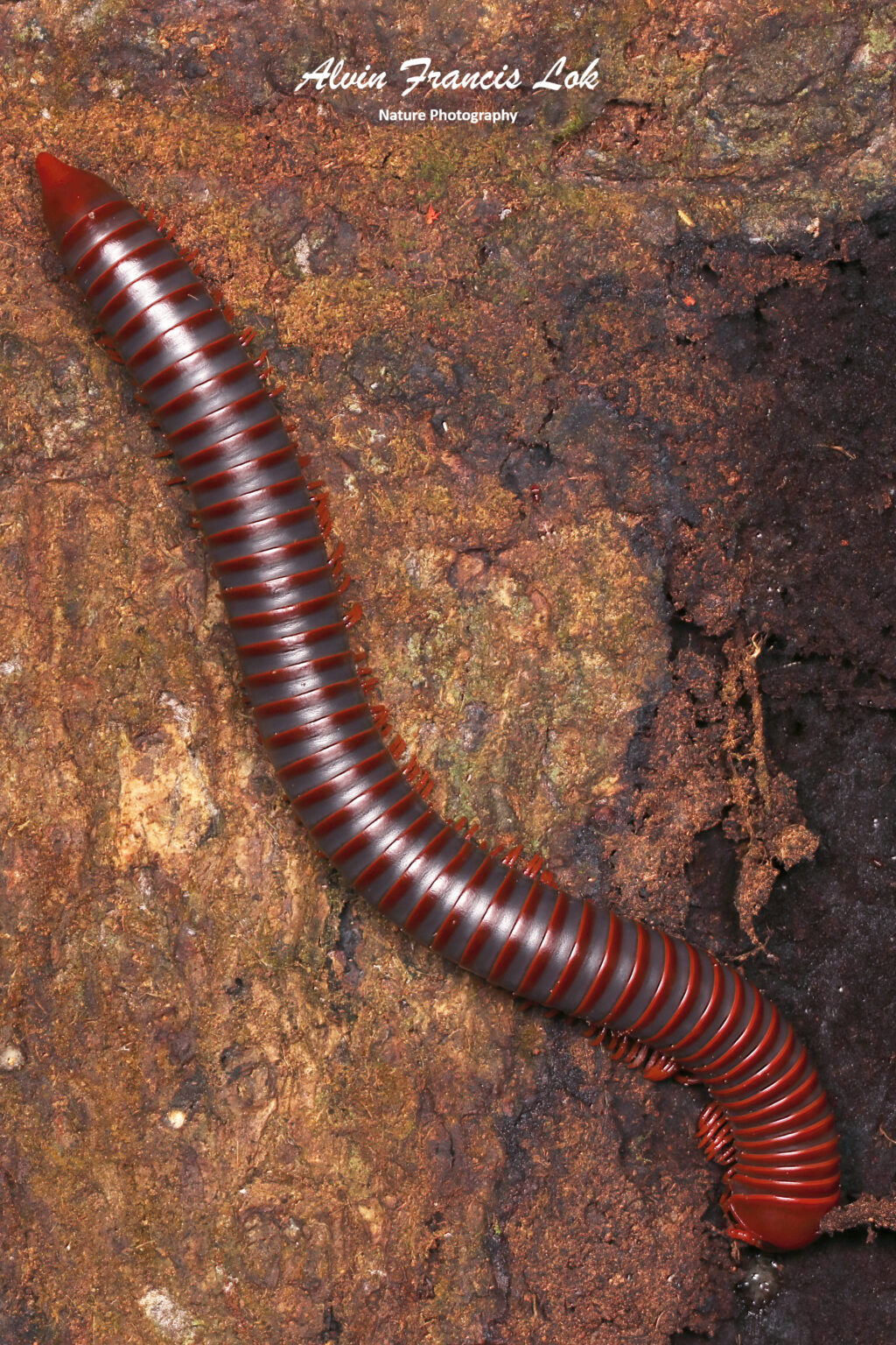 Myriapoda (Centipedes and Millipedes) - Biodiversity (Singapore)
