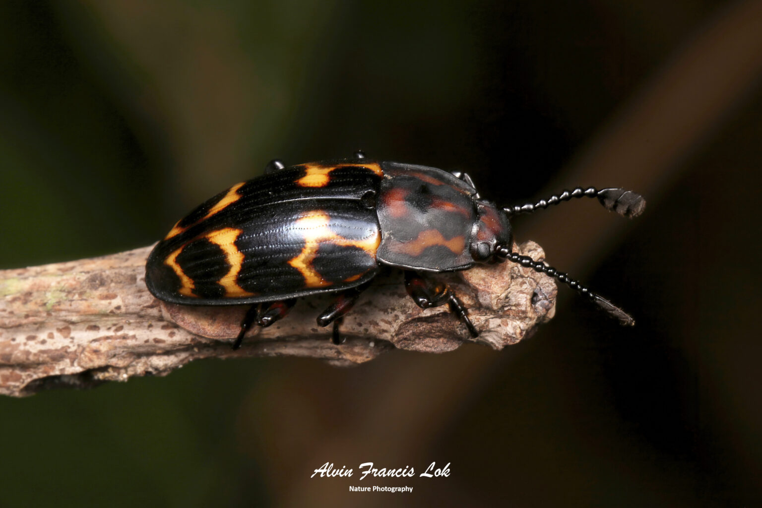 Family Erotylidae (Pleasing Fungus Beetles) - Biodiversity (Singapore)