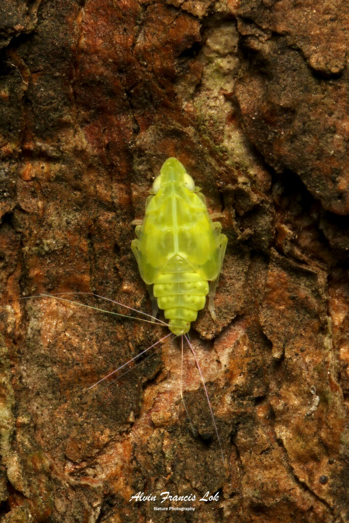 Family Tropiduchidae - Biodiversity (Singapore)