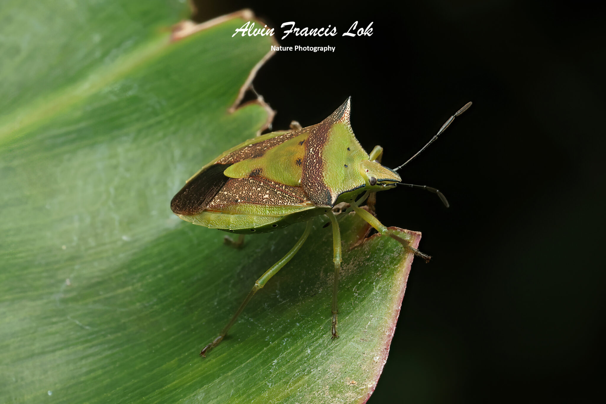 Family Pentatomidae (Stink Bugs) - Biodiversity (Singapore)