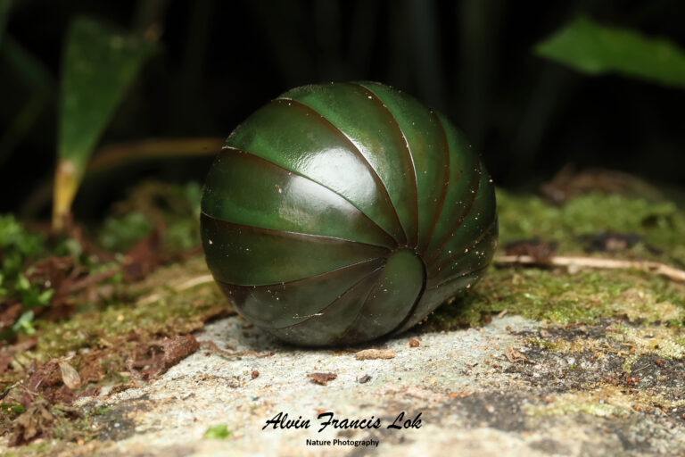 Myriapoda (Centipedes and Millipedes) - Biodiversity (Singapore)