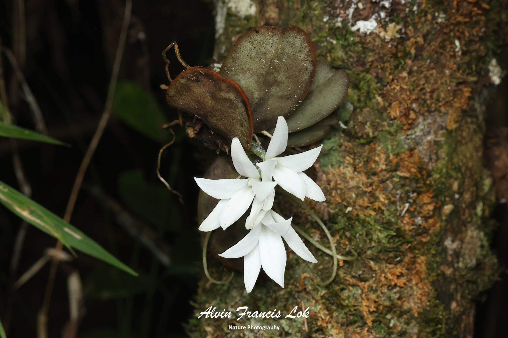 Orchids (Family Orchidaceae) - Biodiversity (Singapore)