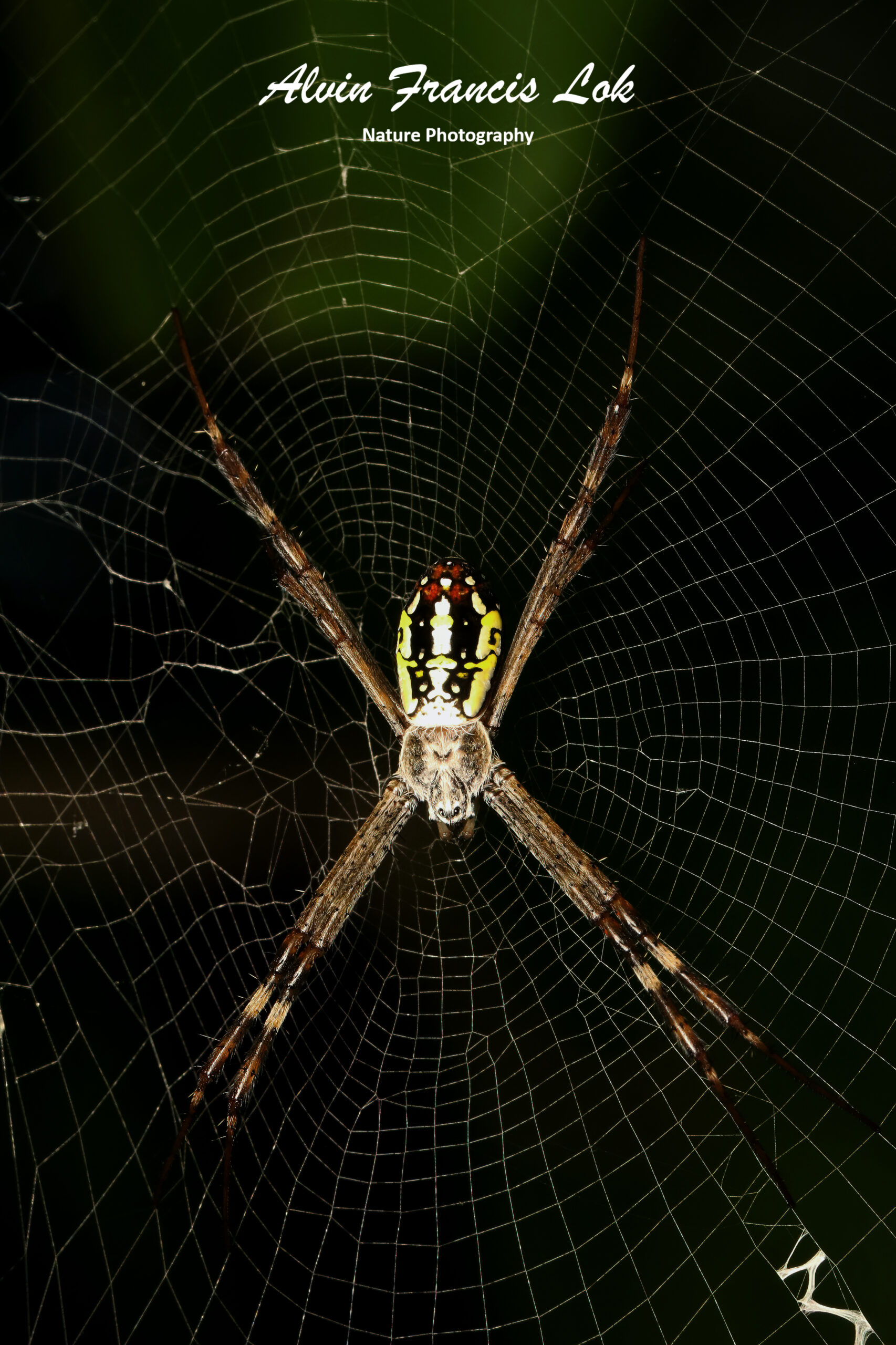 Genus Argiope - Biodiversity (Singapore)