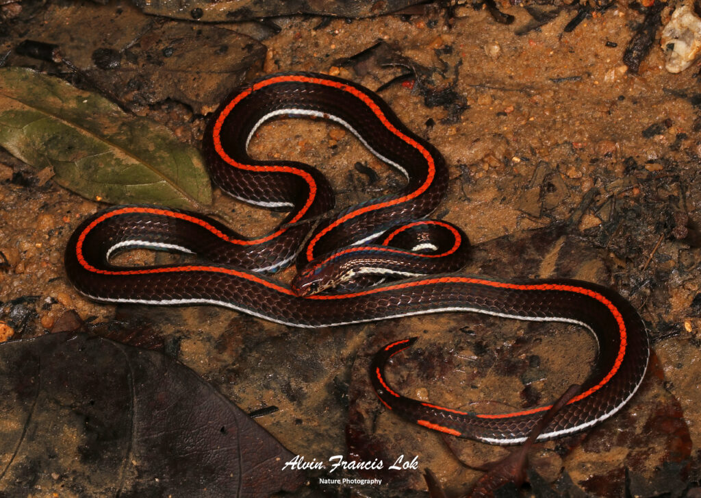 Banded-Malayan-Coral-Snake-Calliophis-intestinalis-Singapore-086A1380 ...
