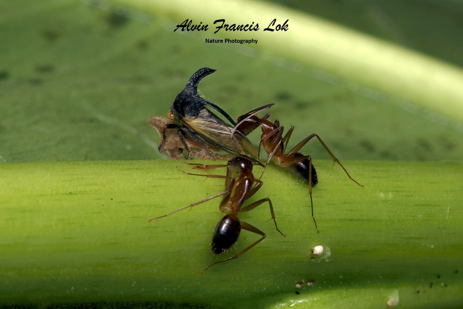 Ants (Family Formicidae) - Biodiversity (Singapore)