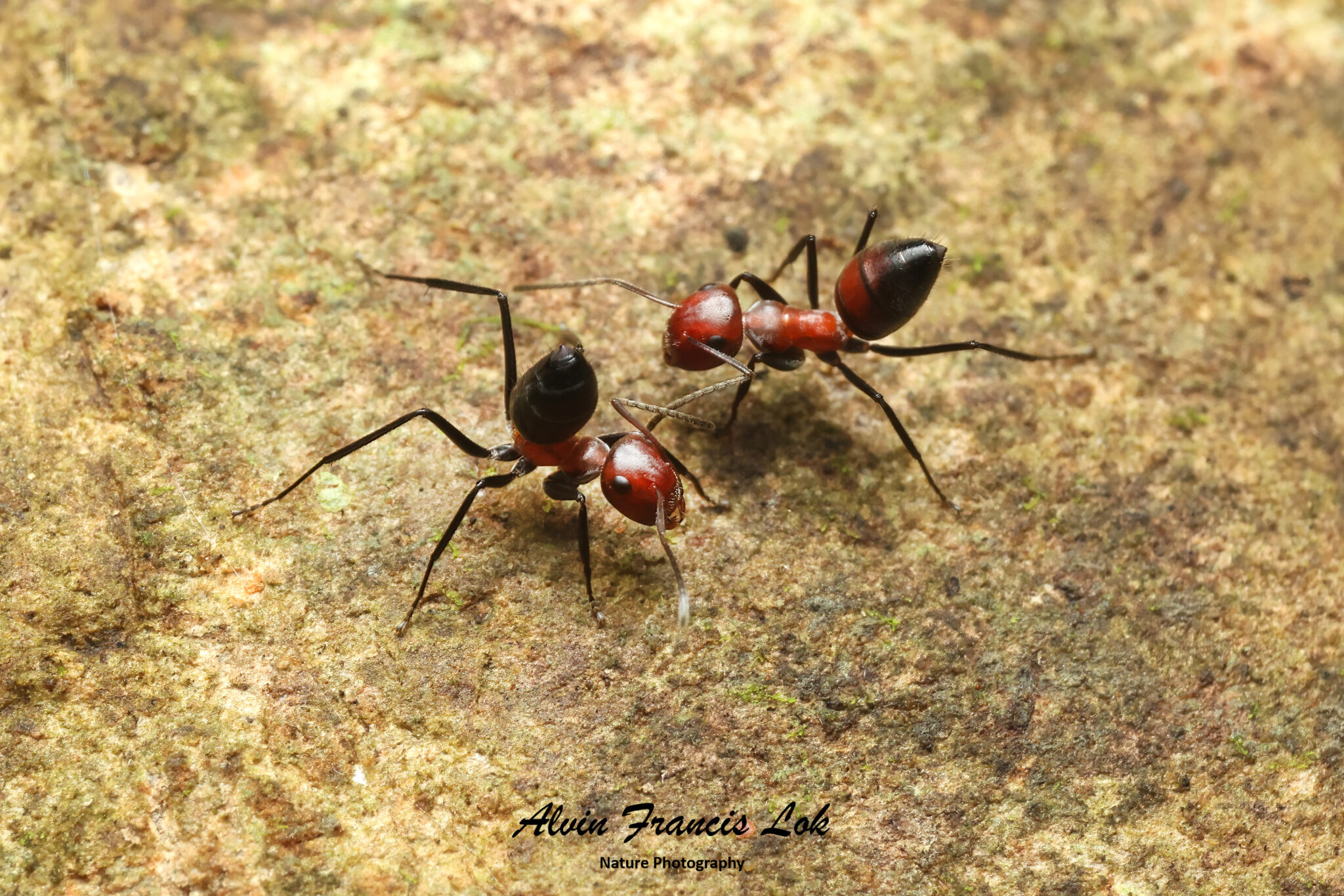 Ants (Family Formicidae) - Biodiversity (Singapore)
