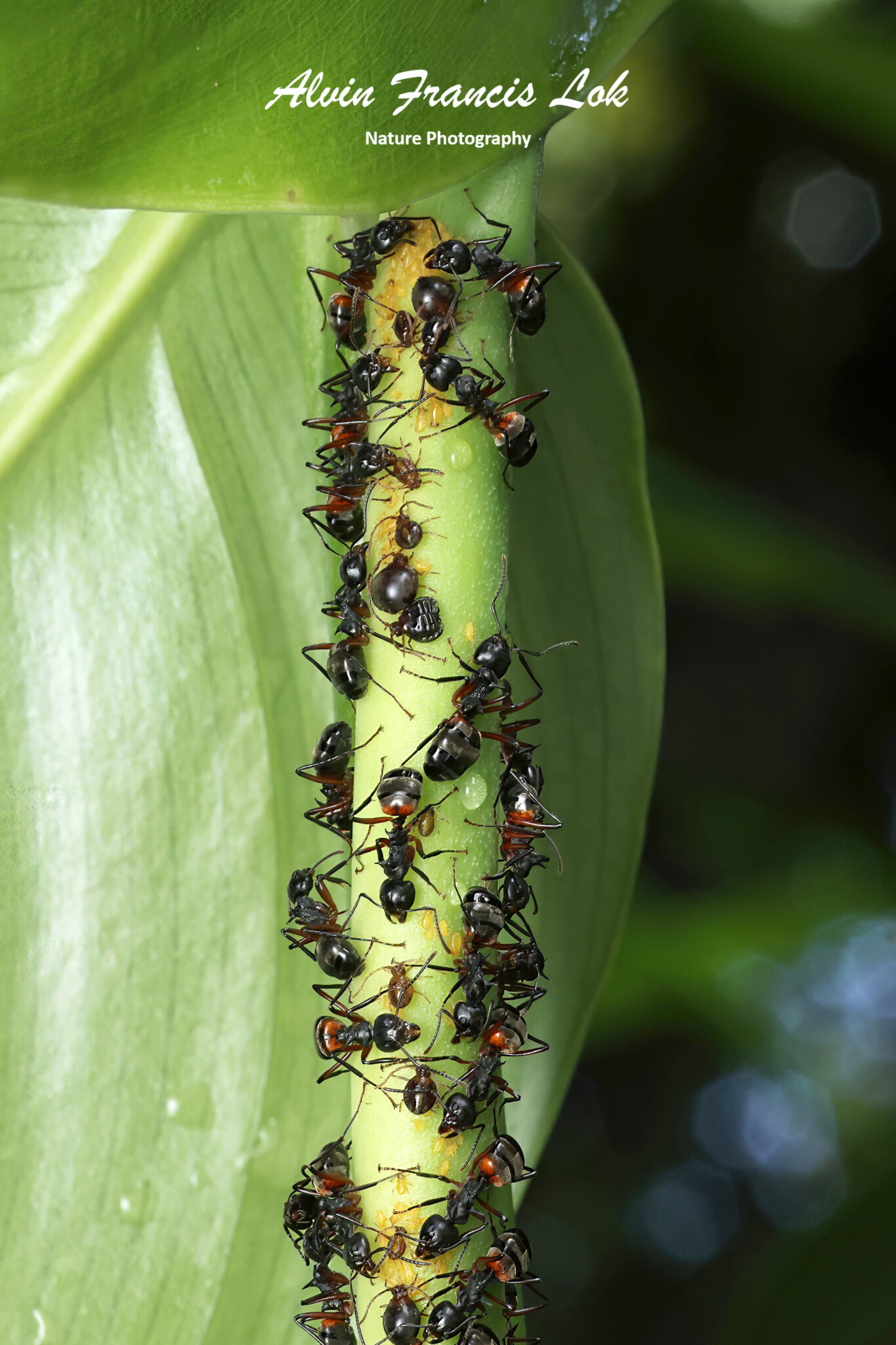 Ants (Family Formicidae) - Biodiversity (Singapore)