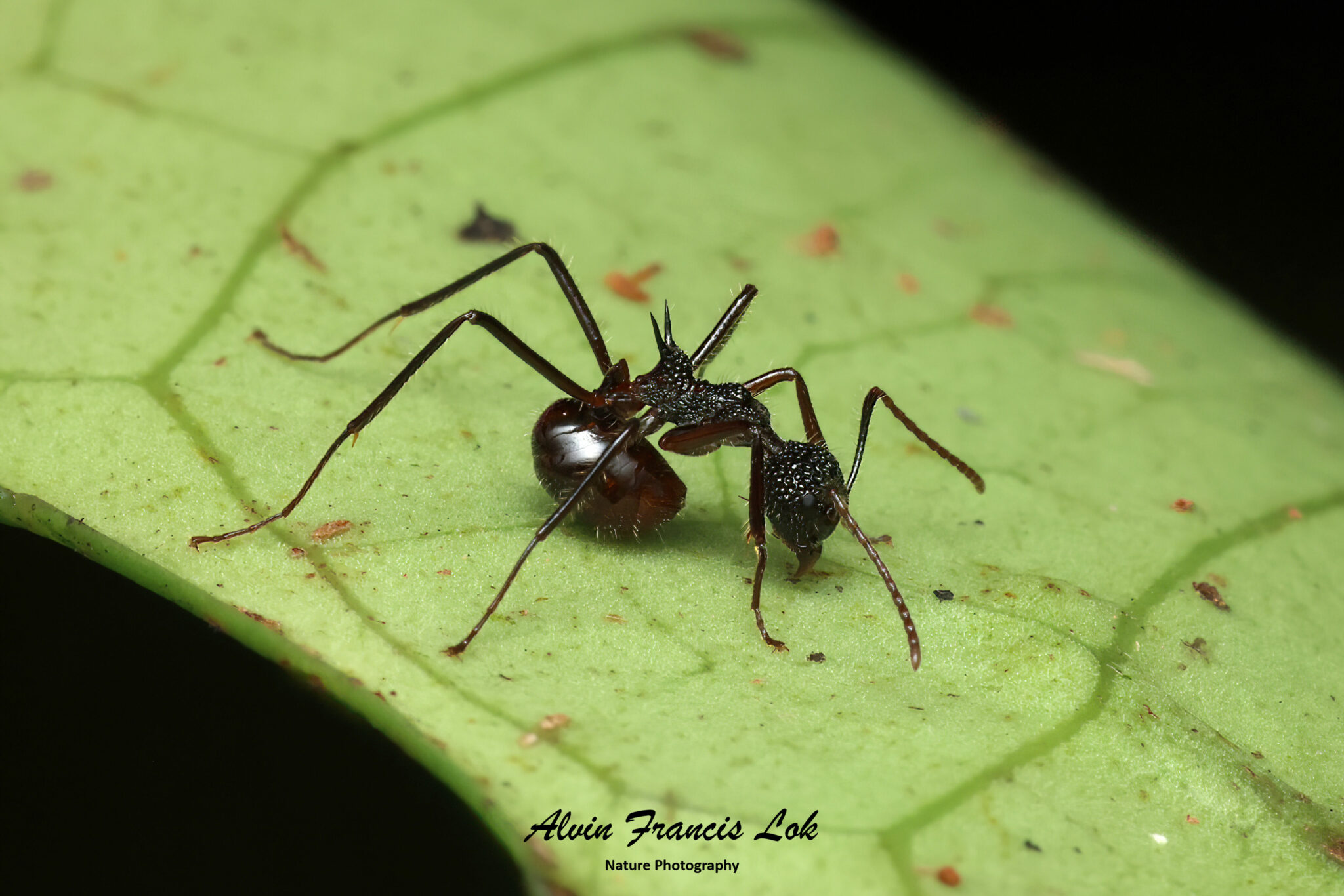 Ants (Family Formicidae) - Biodiversity (Singapore)