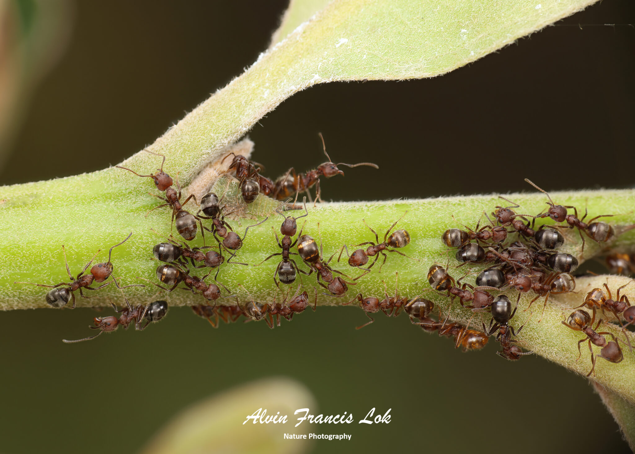 Ants (Family Formicidae) - Biodiversity (Singapore)