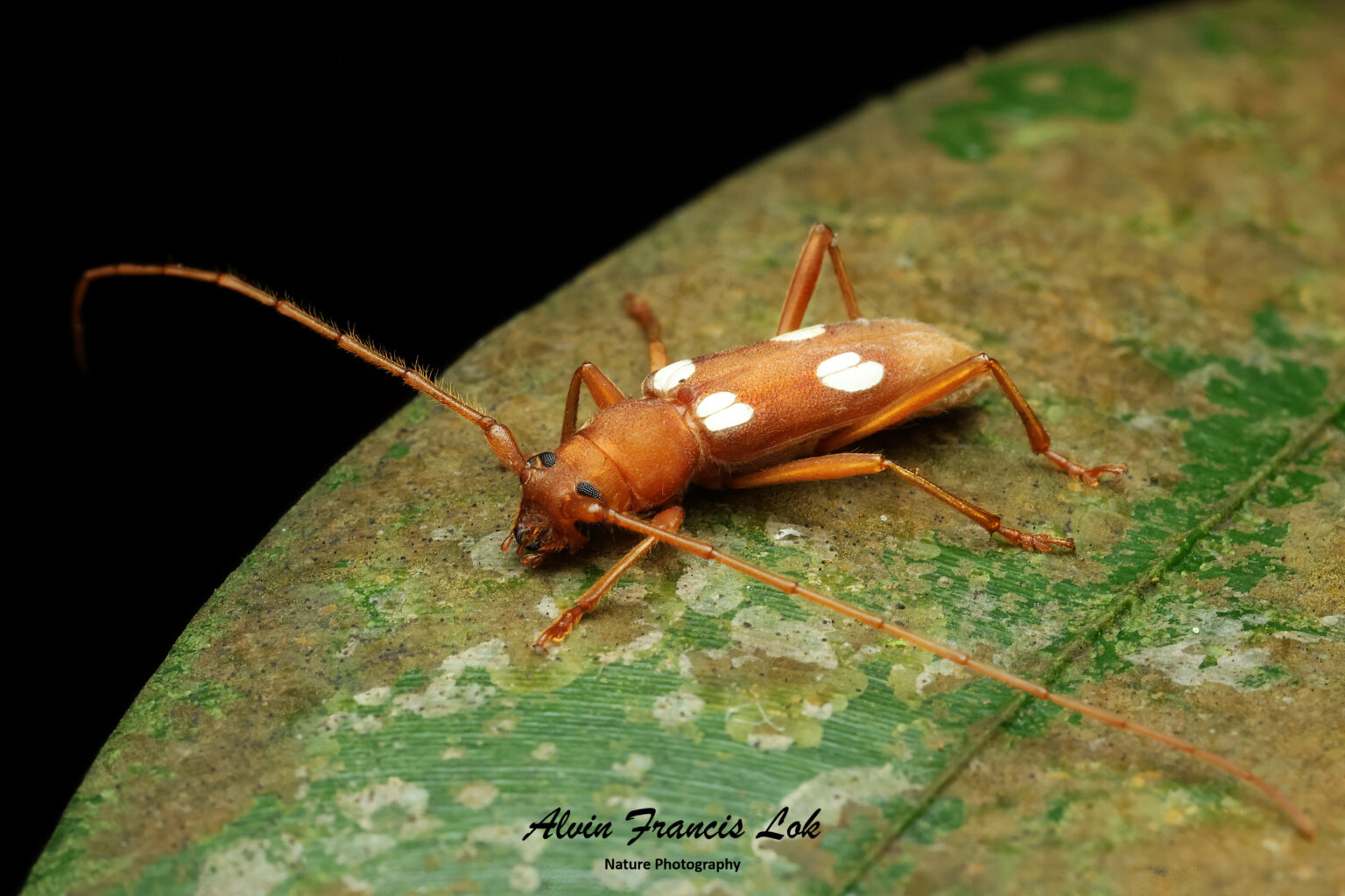 Family Cerambycidae (Longhorn Beetles) - Biodiversity (Singapore)