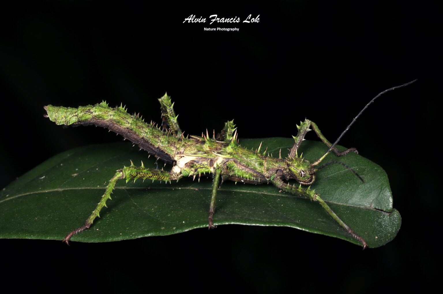 Phasmatodea (Stick & Leaf Insects) - Biodiversity (Singapore)
