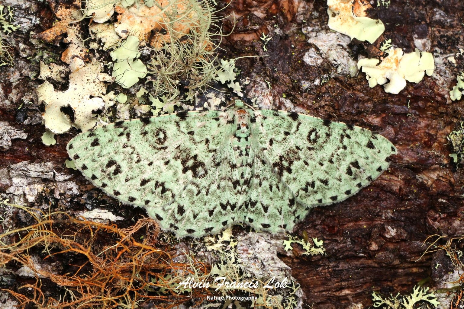 In Focus - Biodiversity (Singapore)